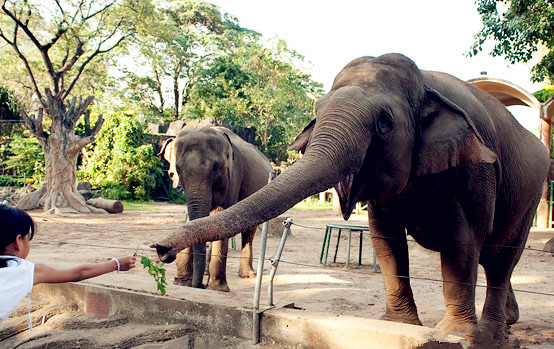 HoChiMinh tours: Thao Cam Vien (Zoological and botanical garden ...