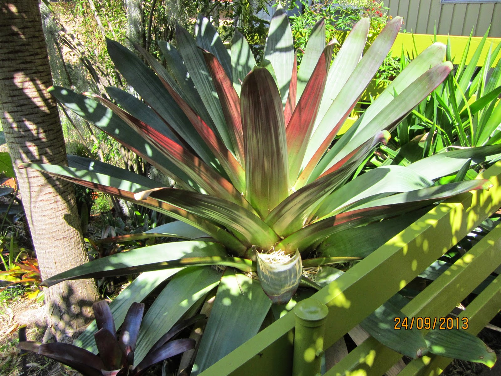 the-niche-nursery-alcantarea-propagation-by-division