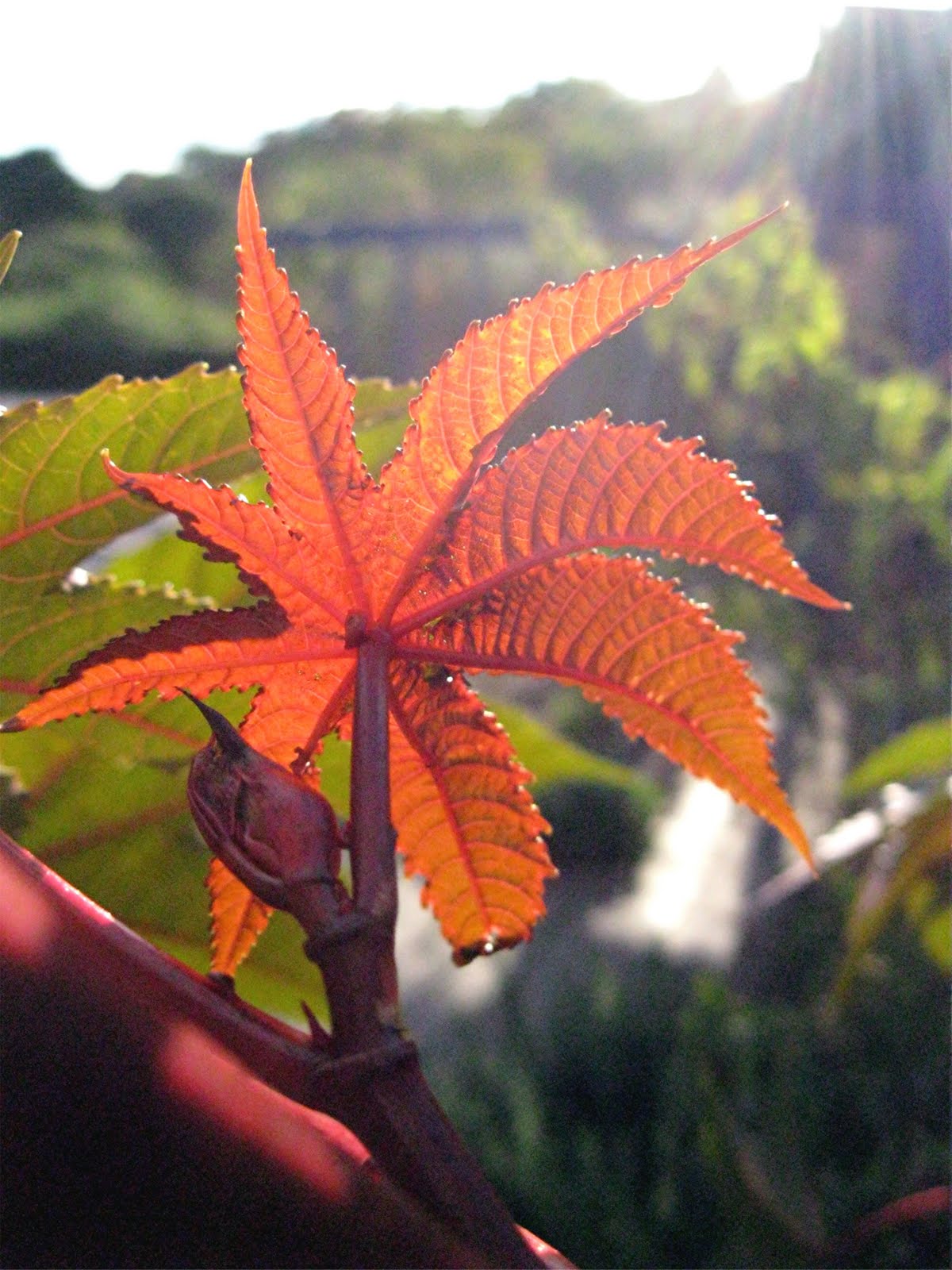 1003 Gardens: Red Castor Bean, Ricinus communis.'Carmencita'.....this ...