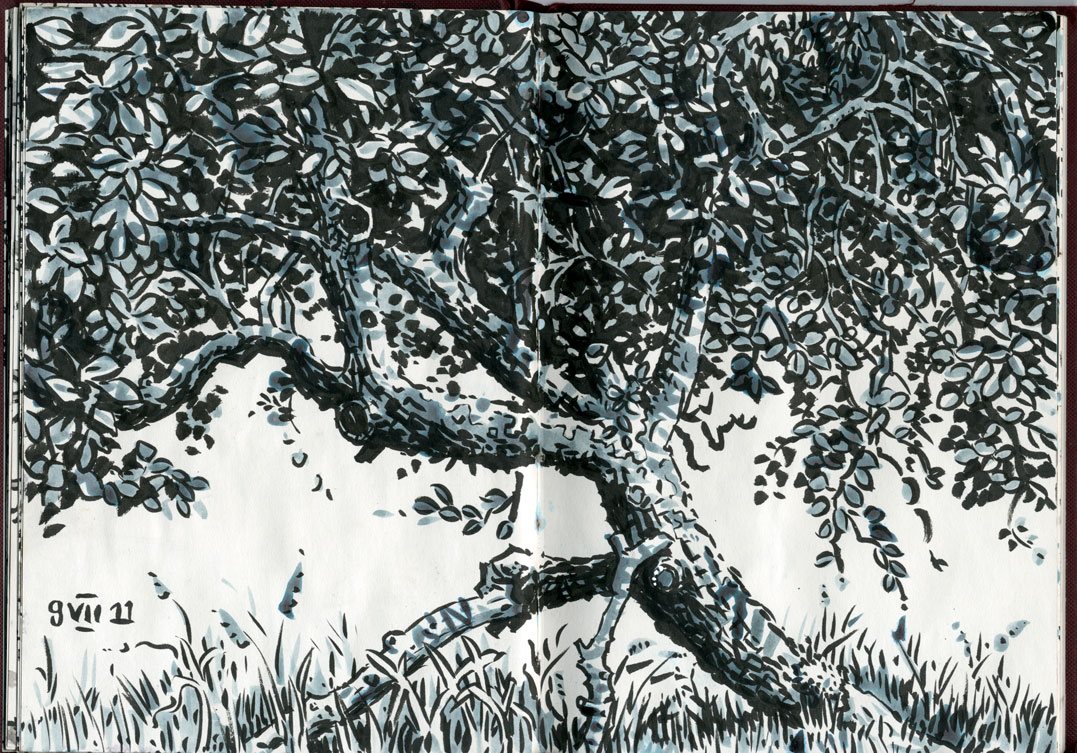 Simon Gane: Apple tree sketches