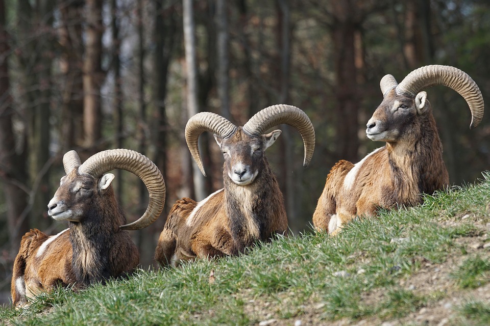 CUADERNO DE CAMPO de El Treparriscos: Muflones en la Sierra de Guadarrama