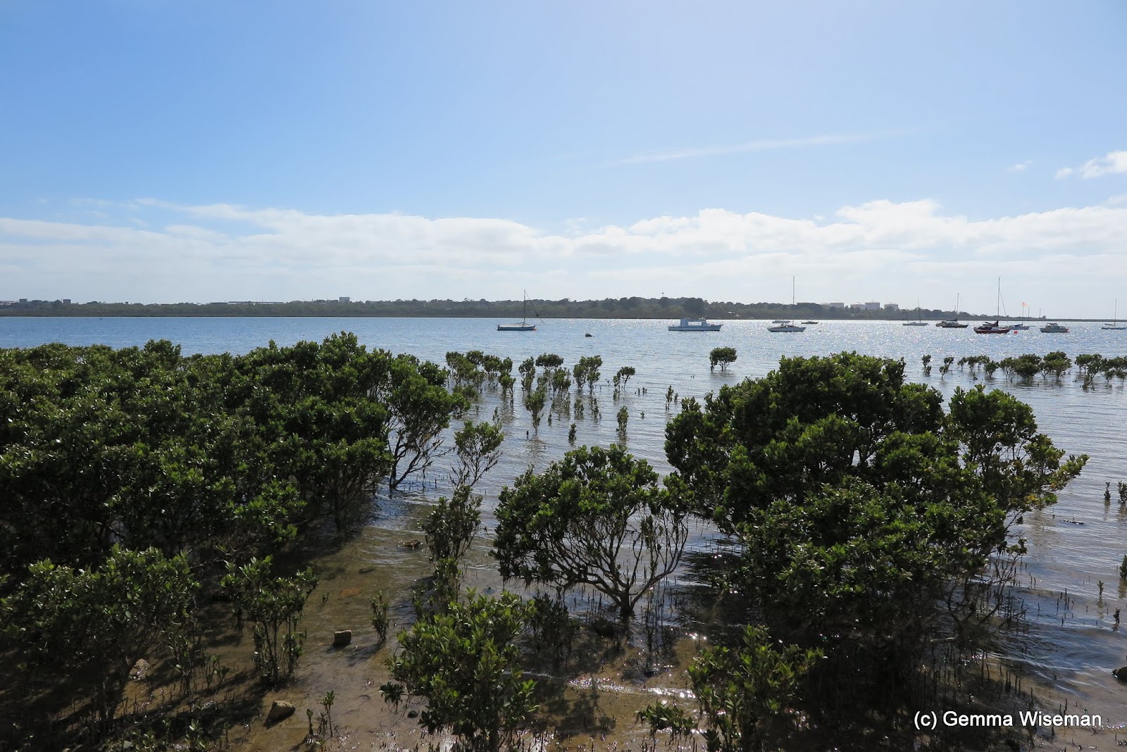 MORNINGTON PENINSULA DAILY: shoreline mangroves...
