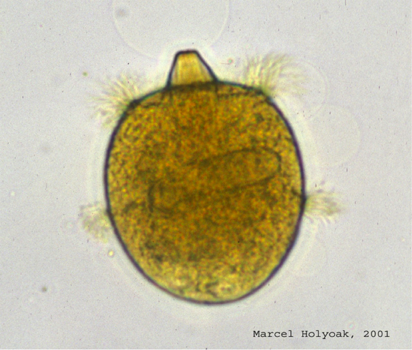 Didinium - Alchetron, The Free Social Encyclopedia