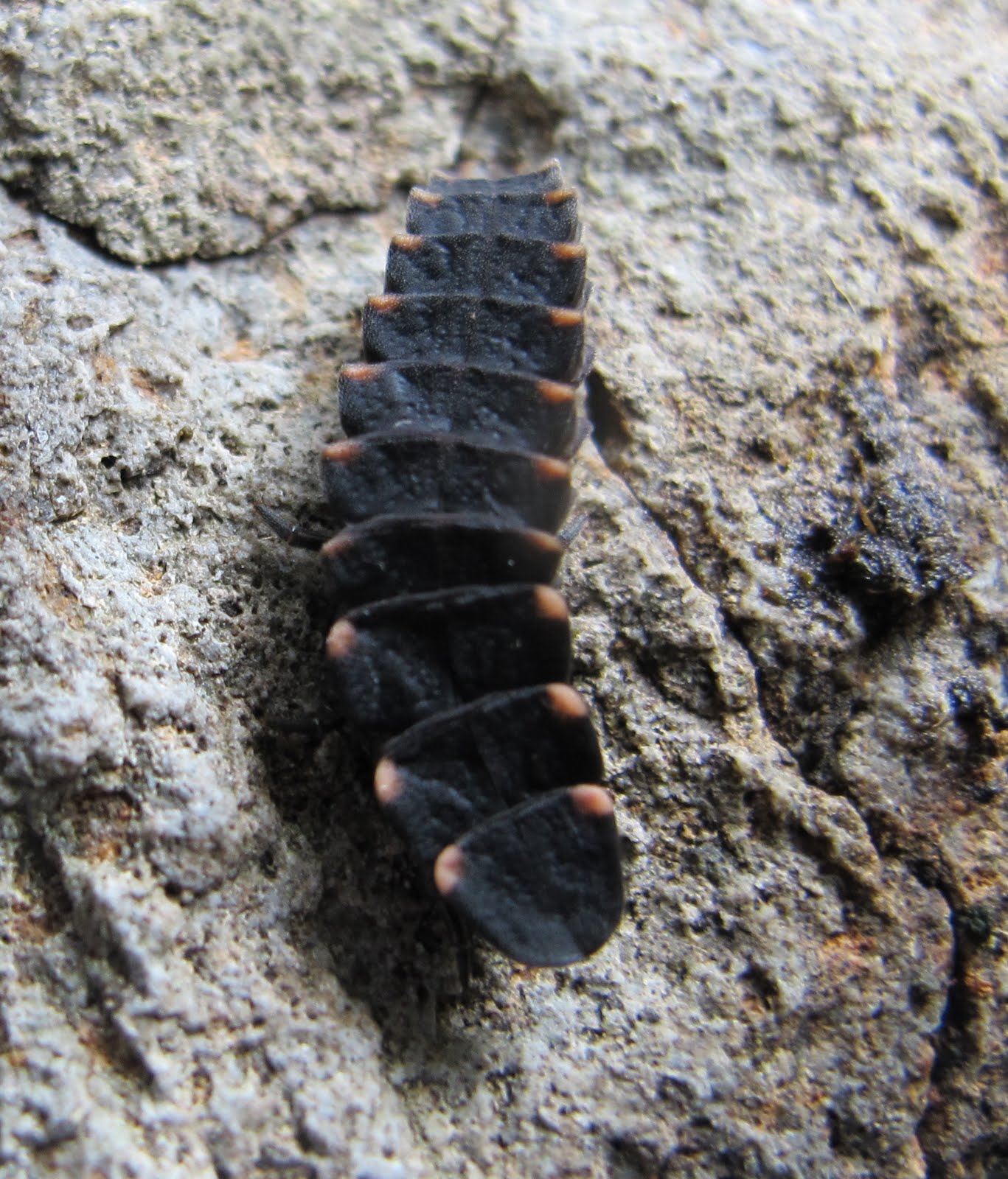 Calderdale Wildlife: Glow-worm