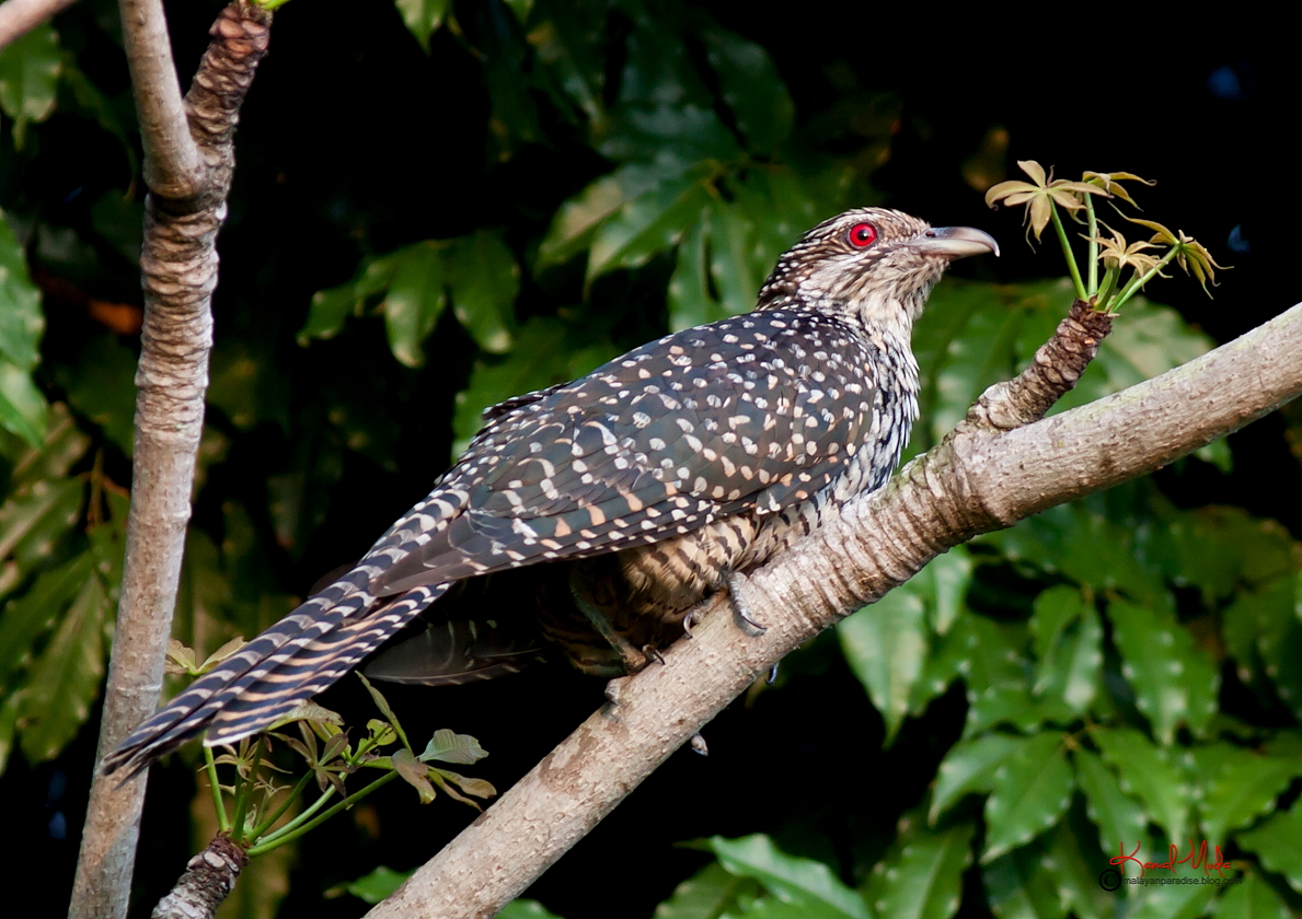 SOUTH EAST ASIA BIRDS - Malaysia birds paradise: Asian Koel (Eudynamys ...