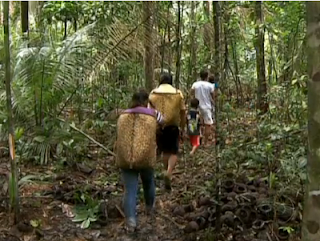 elainegeo: Extrativismo vegetal sustentável