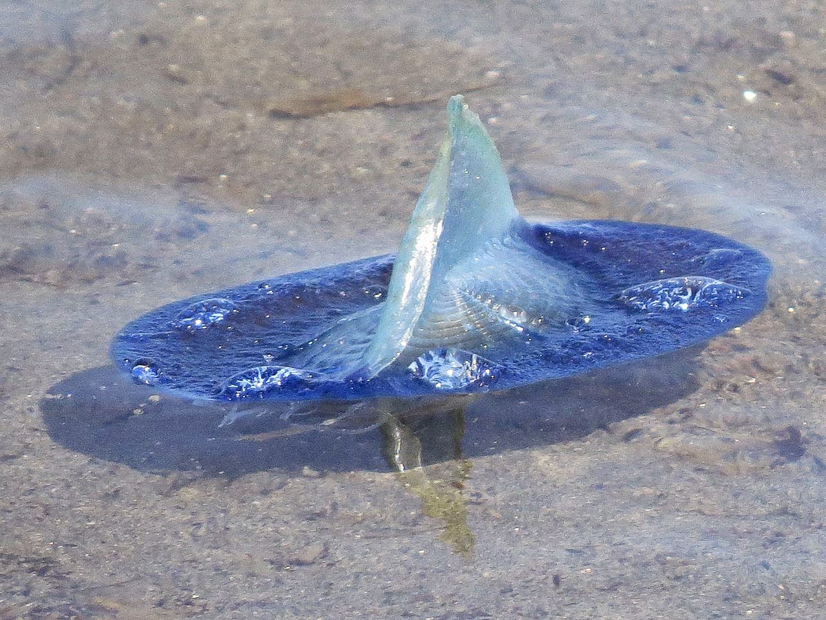 Northwest Nature Notes: TOO MUCH WIND FOR BY-THE-WIND SAILORS