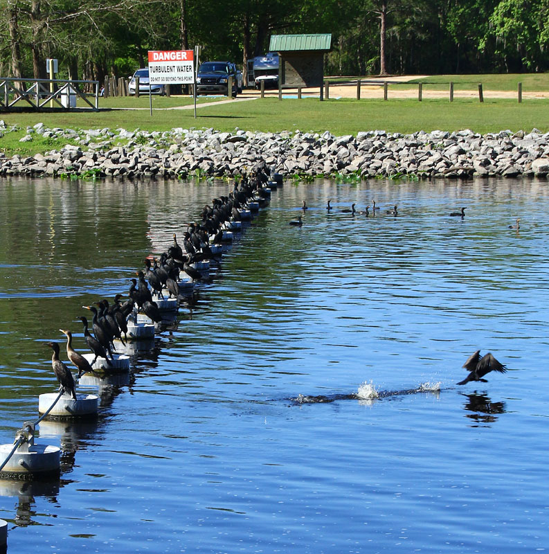 OFFWEGO!: A Week at Florida's Rodman Reservoir Campground