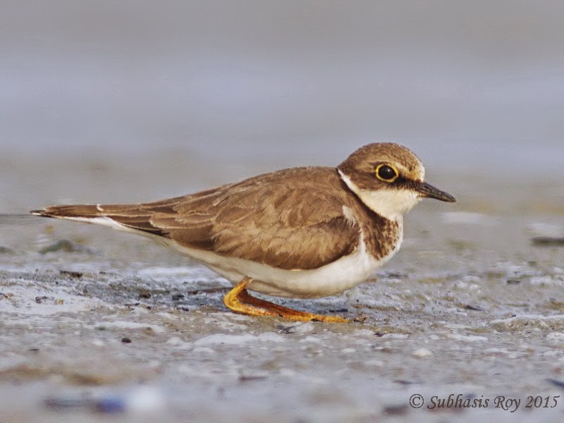 Indian Birds Photography: [BirdPhotoIndia] Little-ringed Plover non ...