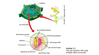 Fungsi Gen dan Alel - Our Akuntansi