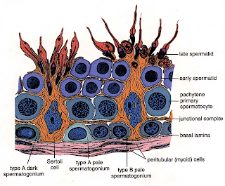 Embriologia : Gametogénesis