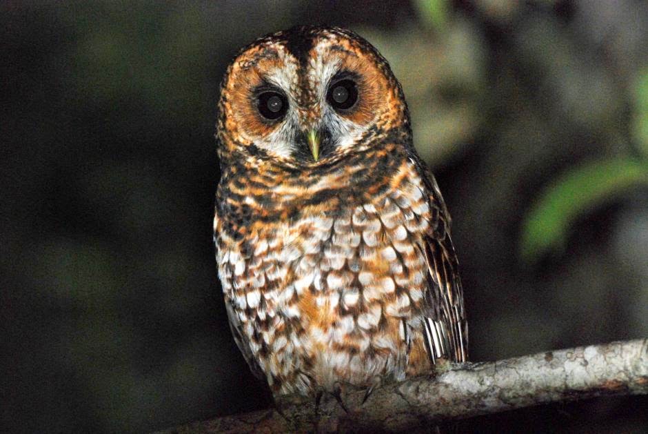 Tierra de lechuzas, búhos, mochuelos, autillos, cárabos: Cárabo ...