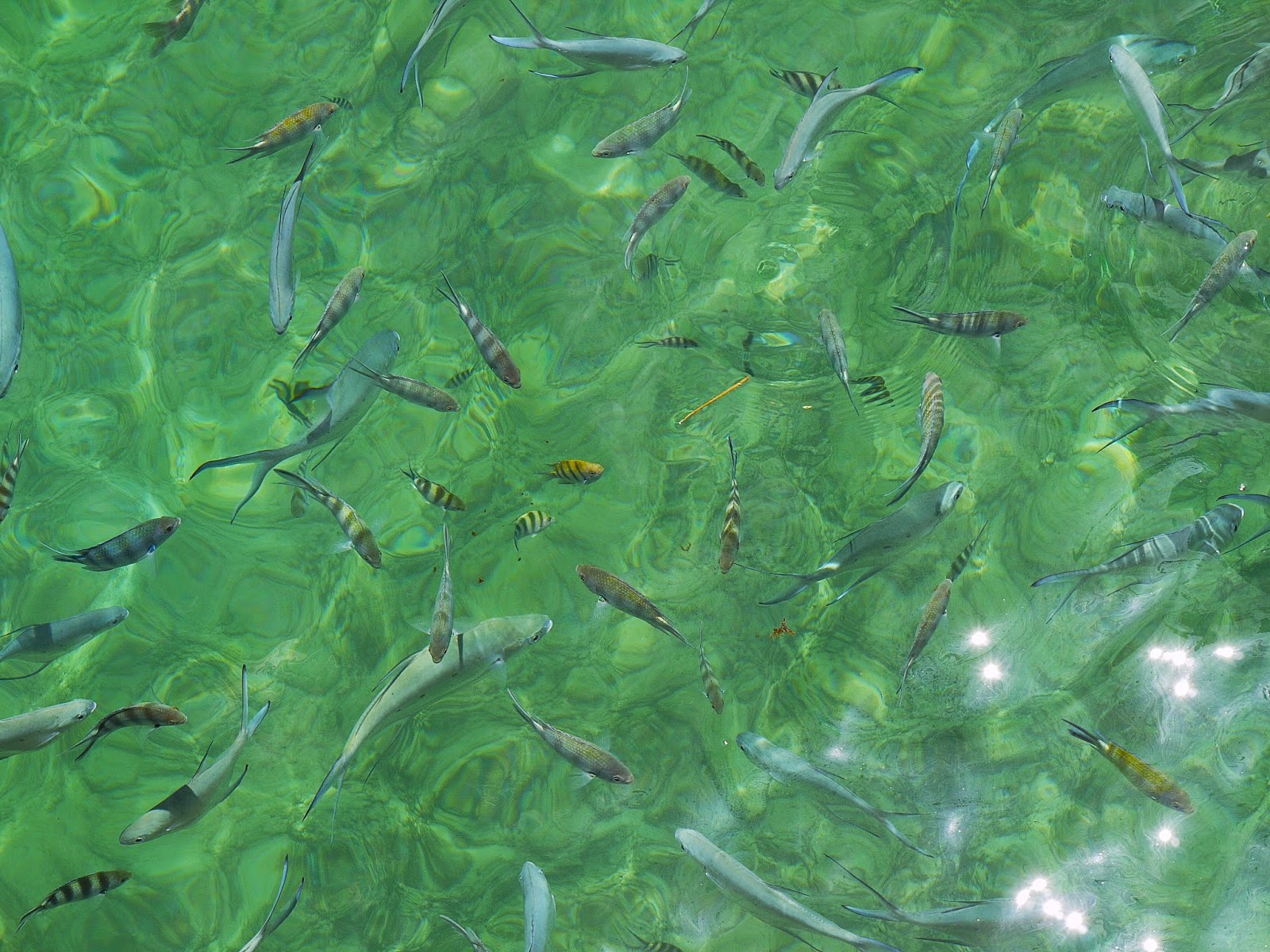 Creative Allsorts: Module 5 Chapter 8 completed