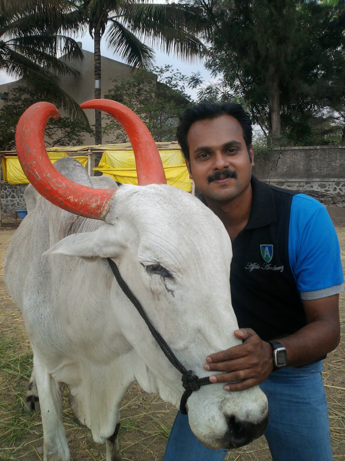 drssnairvet: A NOTE ON THE REAL SUFFERING BULLS IN INDIA