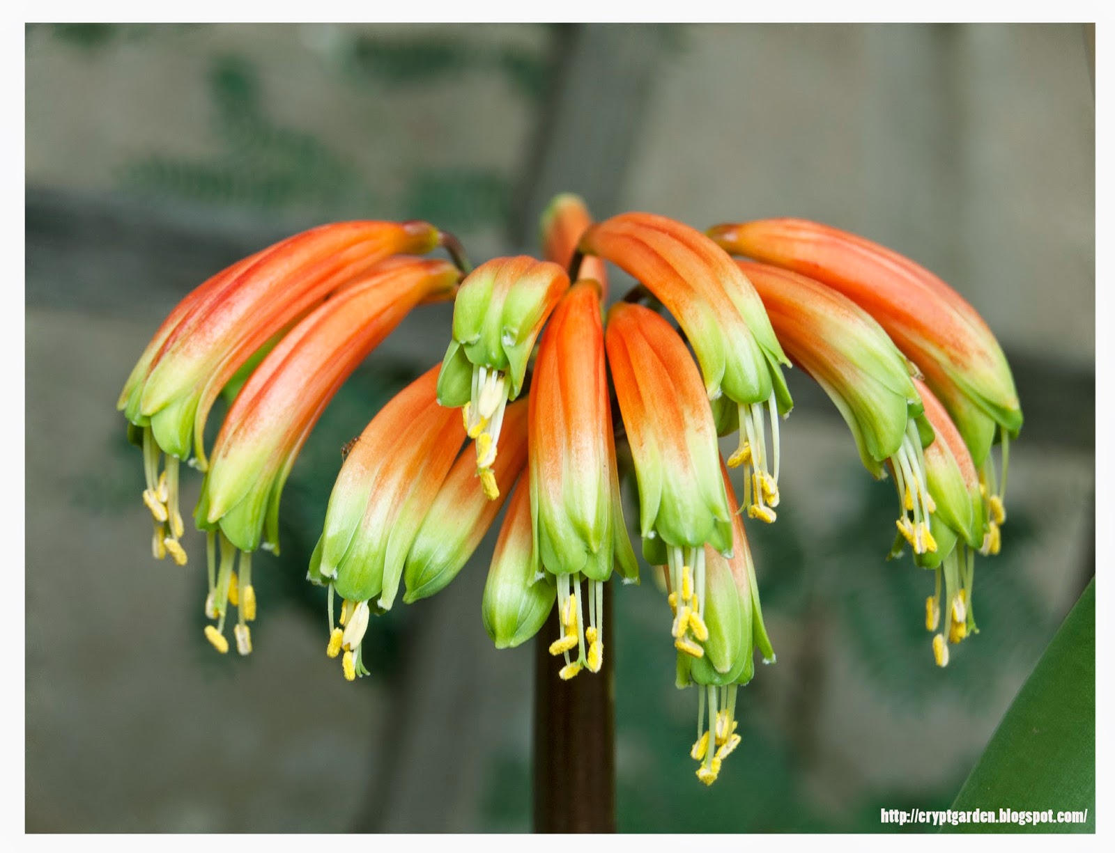 Clivia Breeding: Clivia gardenii