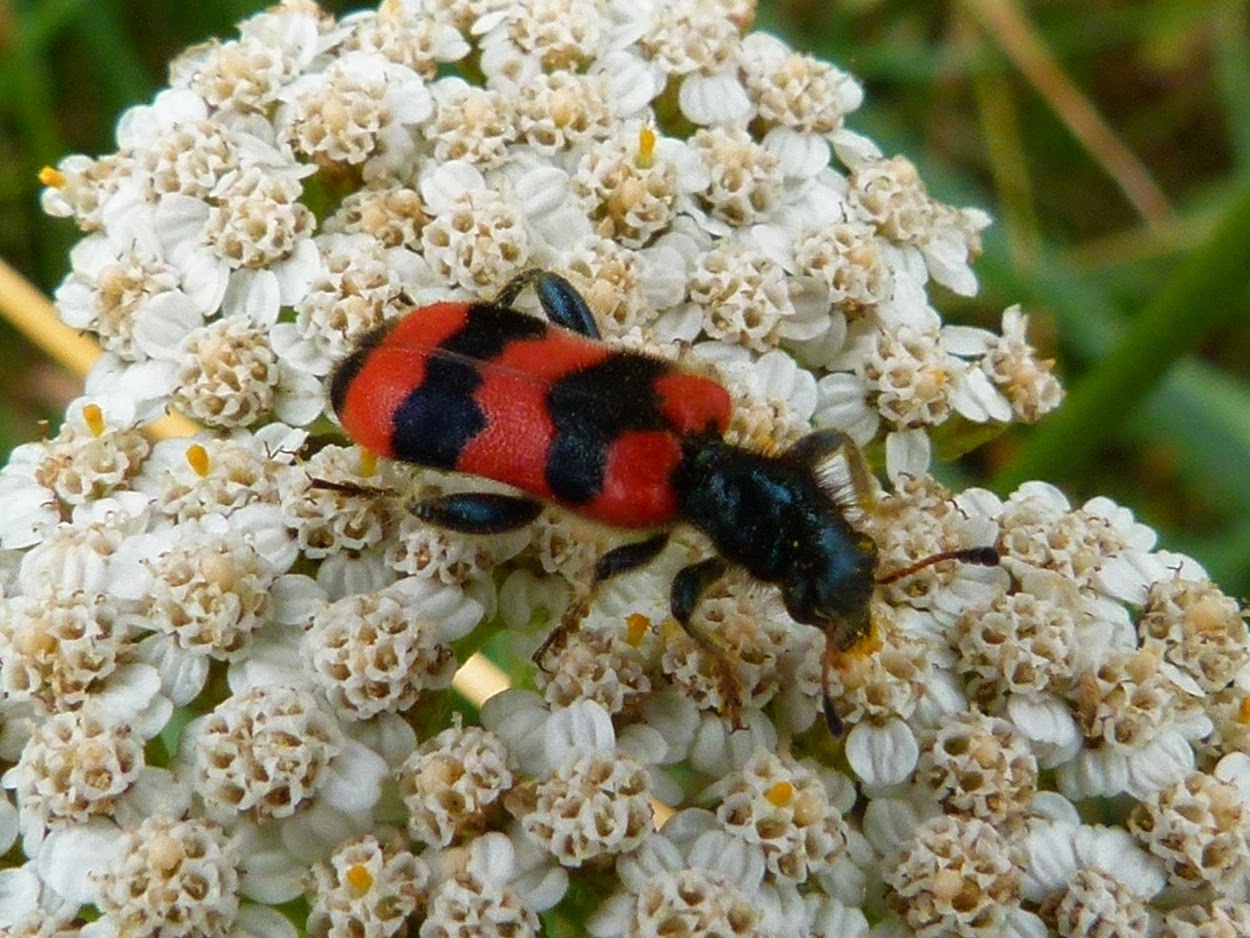 Faune Flore d'Ul: Coléoptères