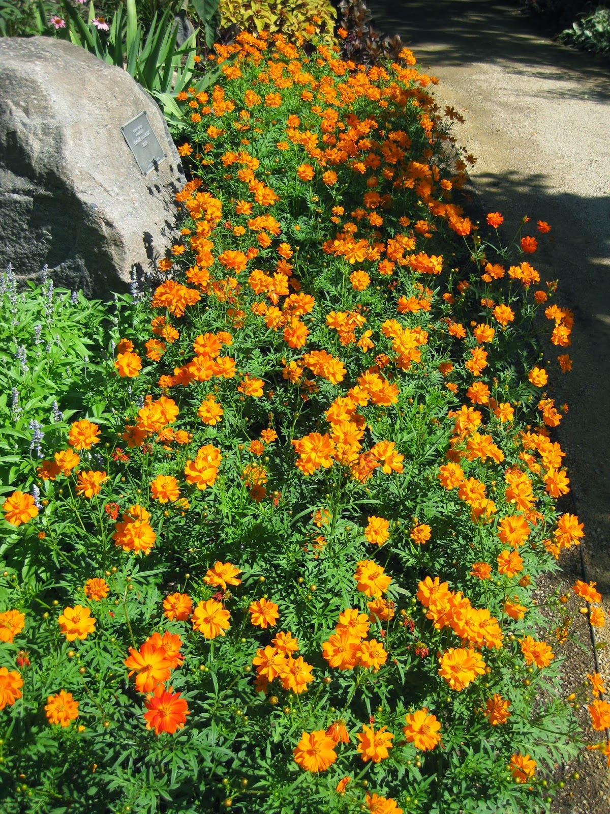 Rotary Botanical Gardens - Hort Blog: Cosmos Galore In 2014