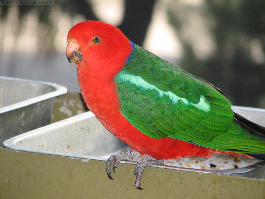 Beautiful Wallpapers For Desktop: HD Australian parrot wallpapers