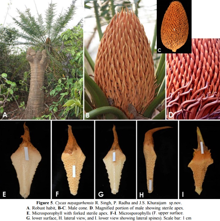 Species New to Science: [Botany • 2015] A New Species, A New ...