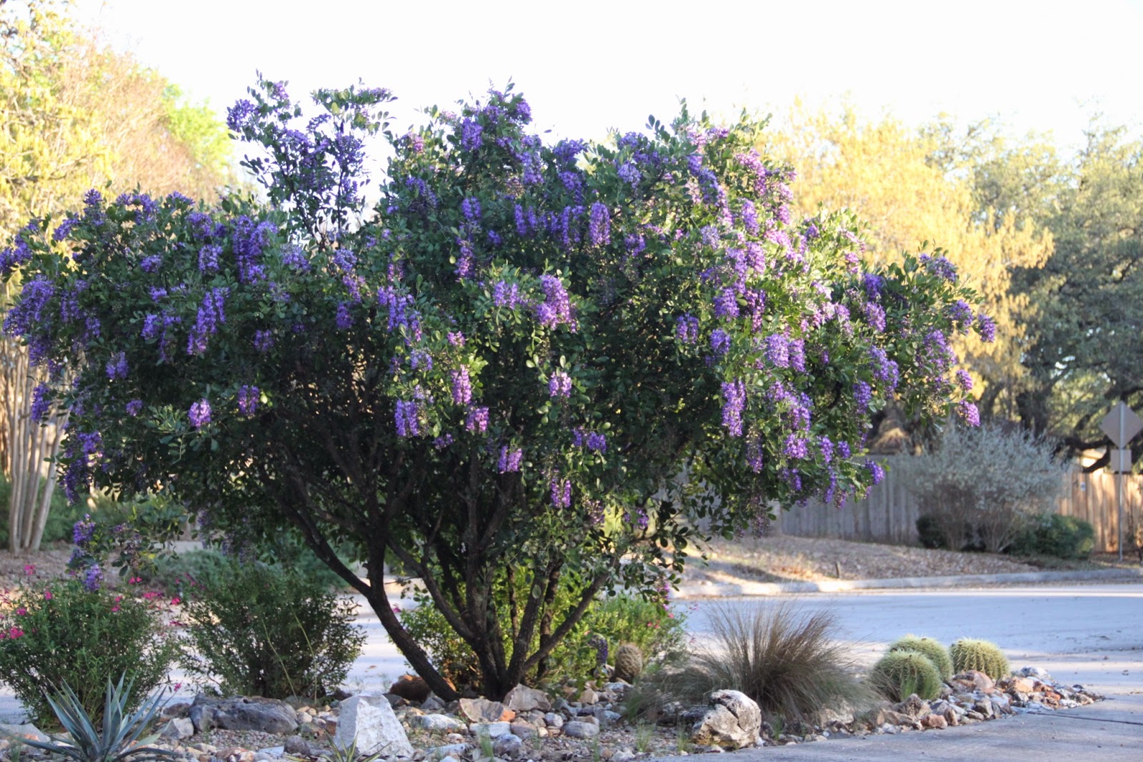 Rock-Oak-Deer: Spectacular Sophora Secundiflora