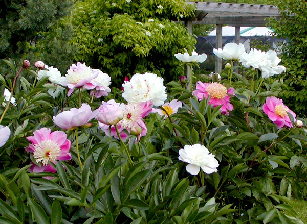 The Mixed Border Nursery & Gardens Blog: Selecting, Planting and Caring ...