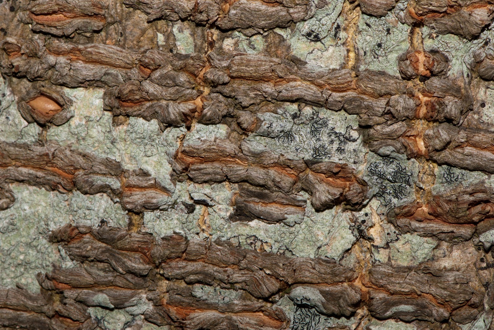 FOTOGRAFIAS DE LA FLORA AUTOCTONA DEL URUGUAY: TIMBÓ