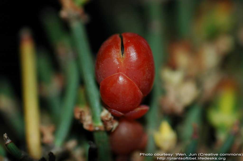 Medicinal Plants: Ephedra gerardiana Somlata