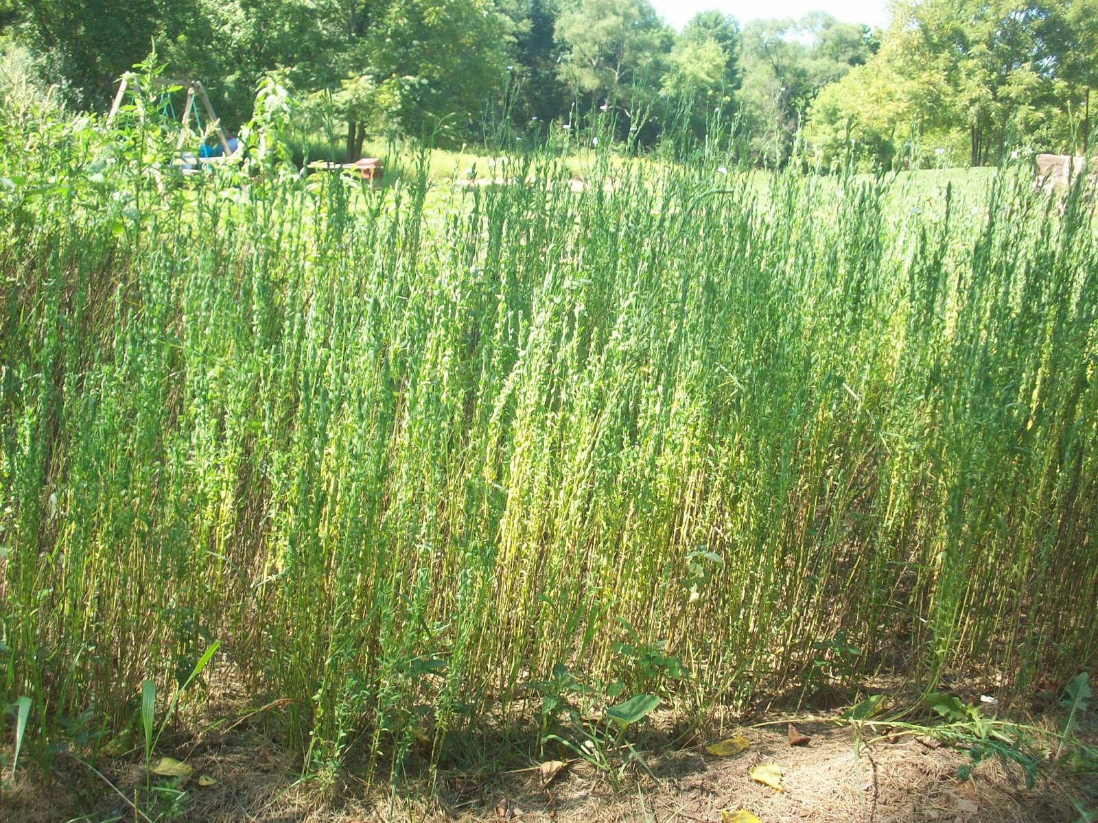 4 acres and a stream: The Flax Process