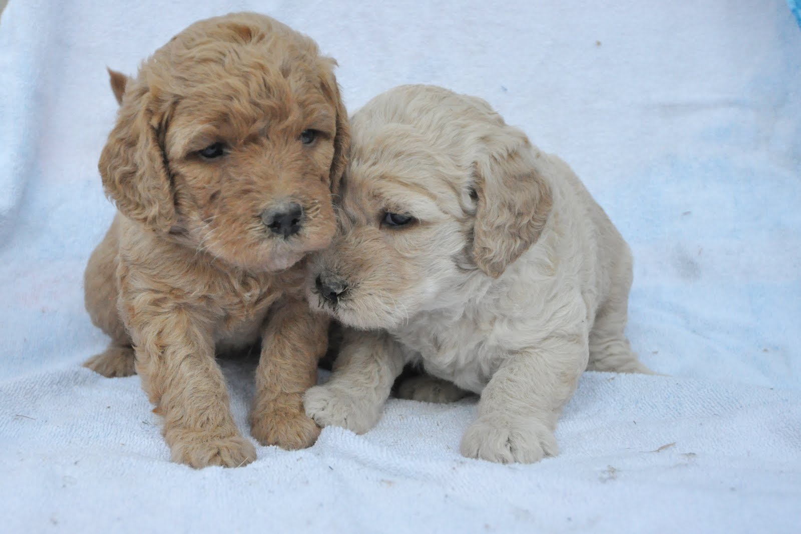 Faithful Doodles: 4 Week Old F1B Labradoodles! | Southern California ...