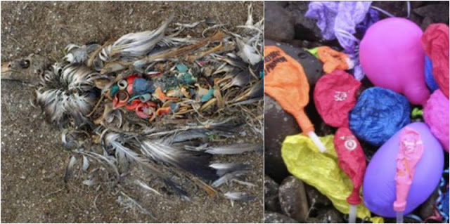 Balloon Releases Are Killing Wildlife and Marine Animals – Here’s What ...