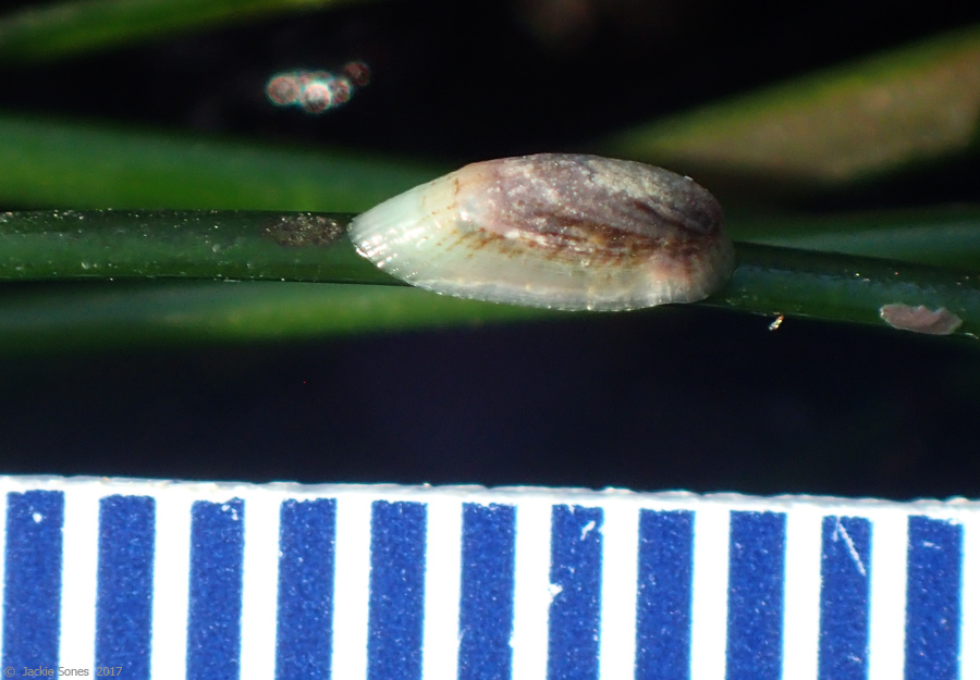 The Natural History of Bodega Head: Blade runner