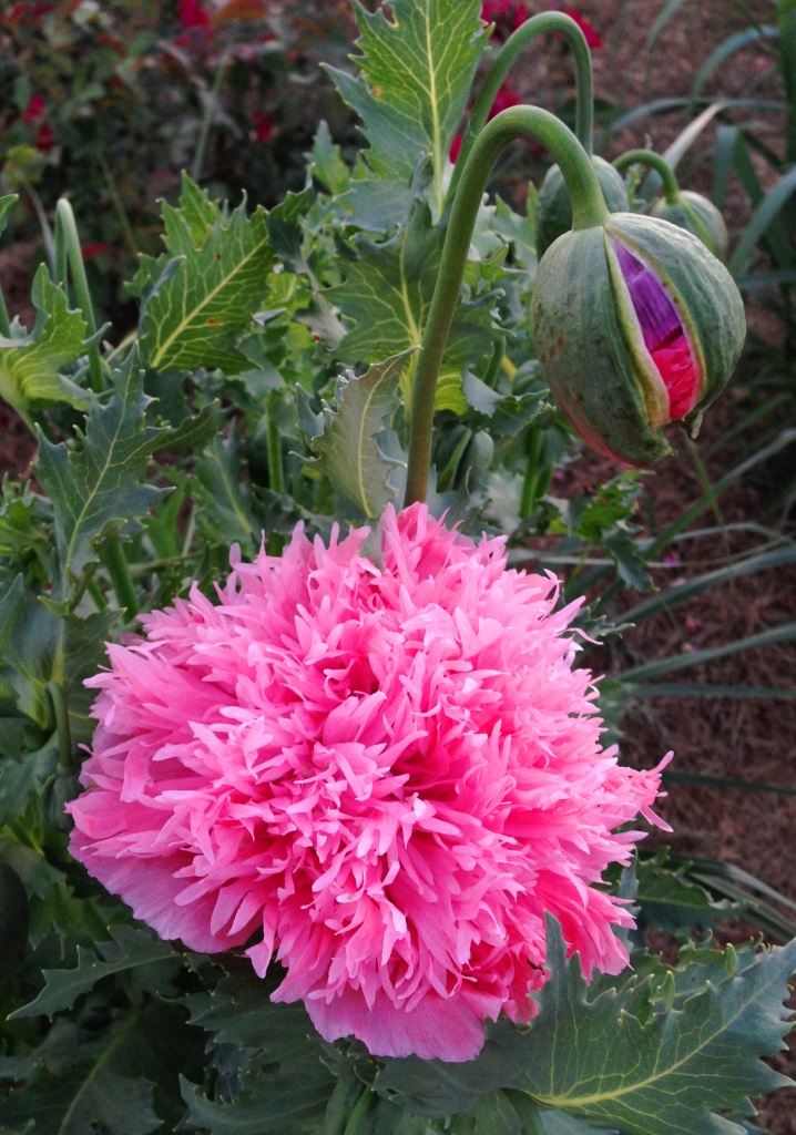 Garden Musings: Pink Poppy Perfection