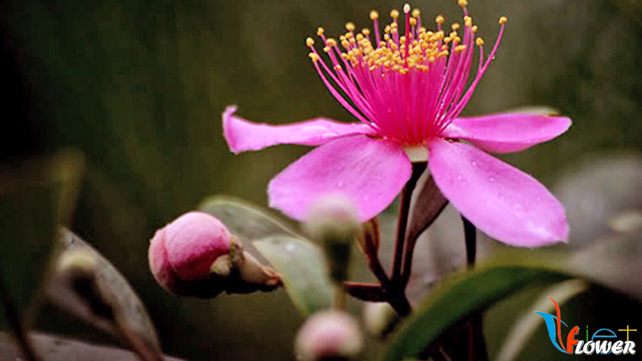 Ý nghĩa hoa sim tím