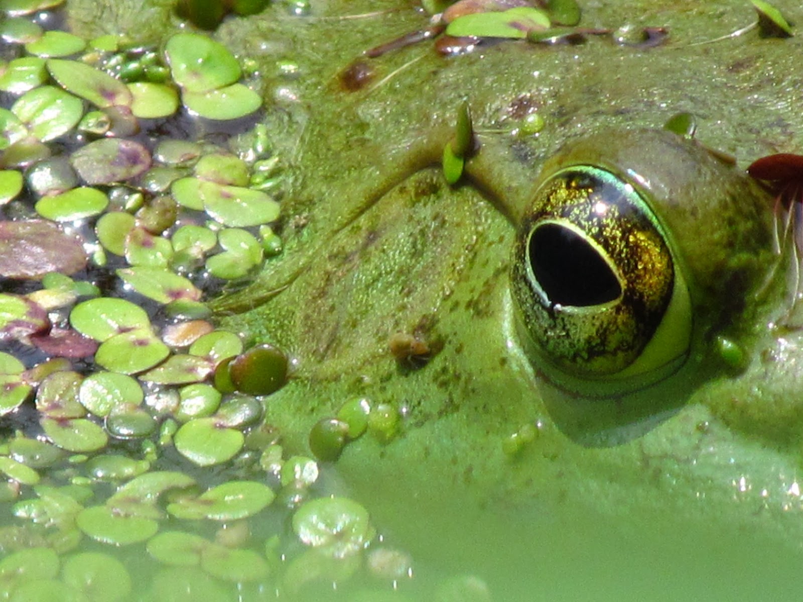 The Oakland Press Blogs: Earth's Almanac: WATER WORLD: Frogs, Turtles ...
