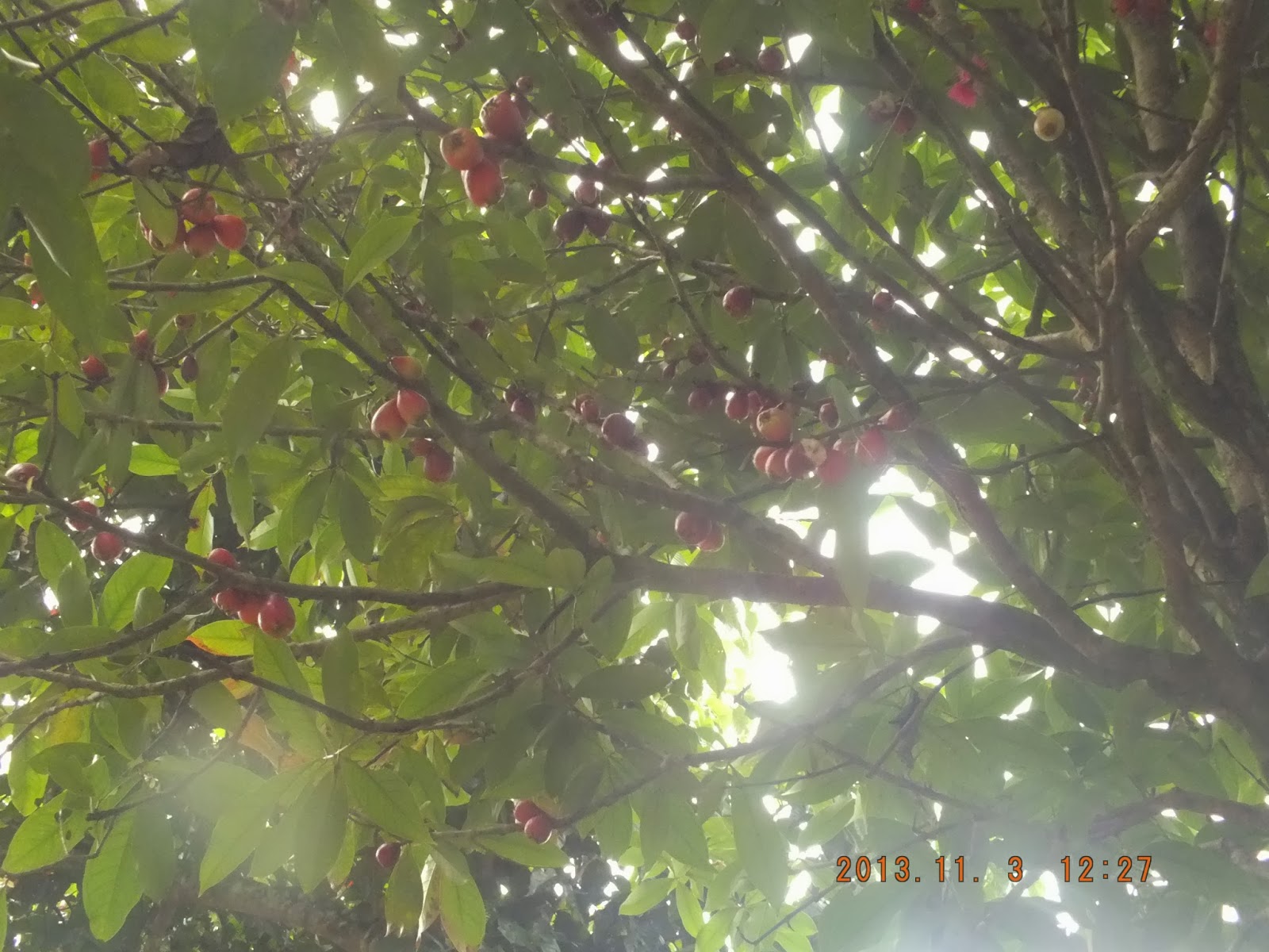 Photography with Dr. Ernie.: Macopa [syzgium malacenssis] tree in Boro ...