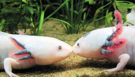 Beauty Animalia: Mexican axolotl