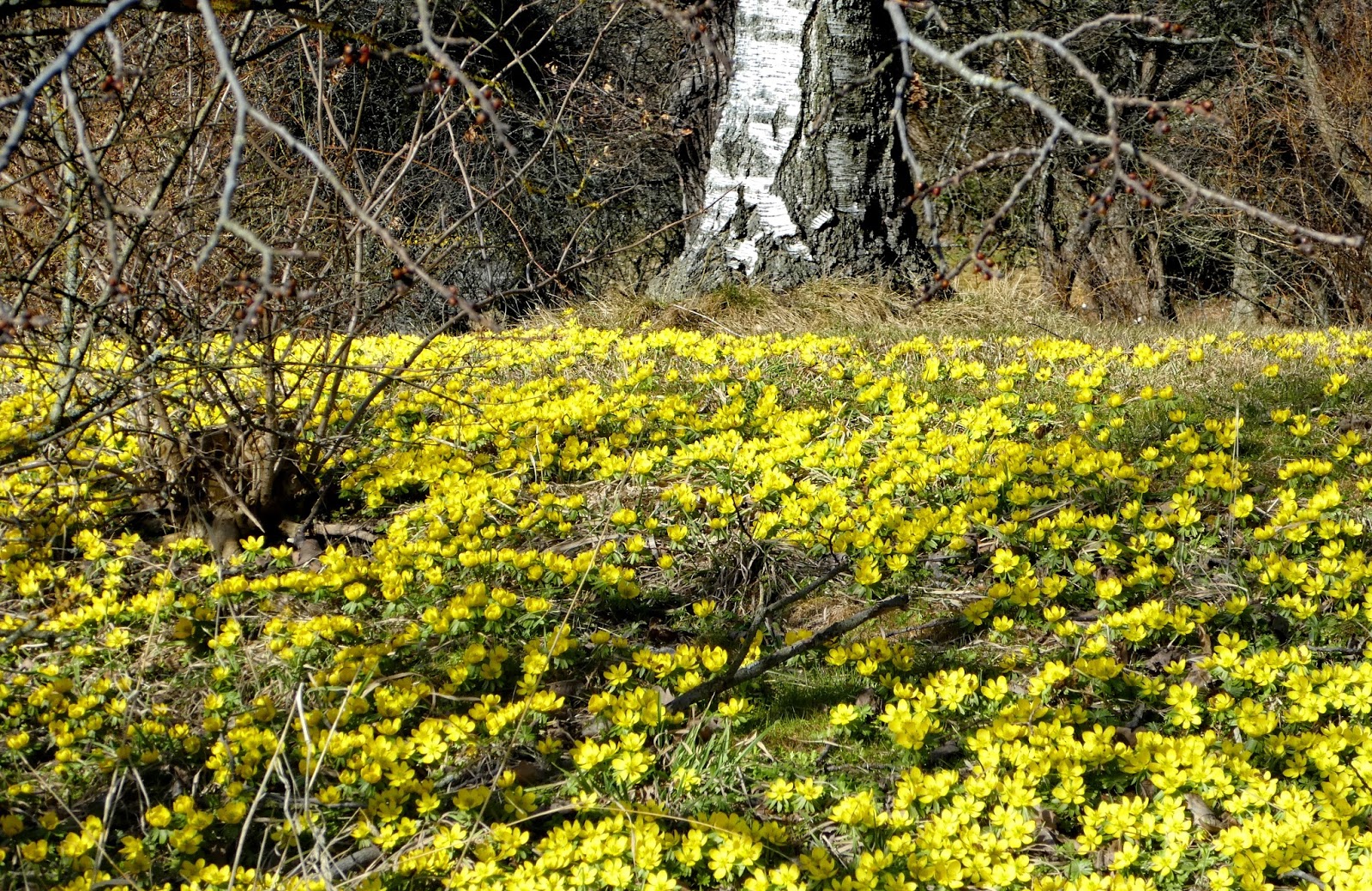 Björnidets blogg: Vårvecka 1 eller?
