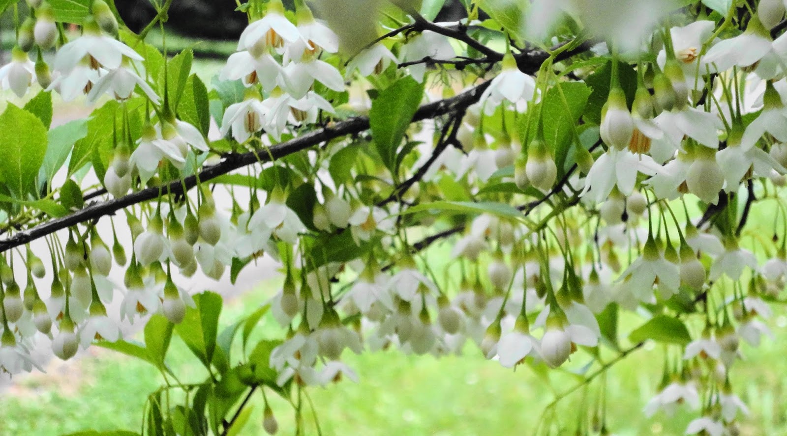 Bugs in Our Garden: Japanese snowbell