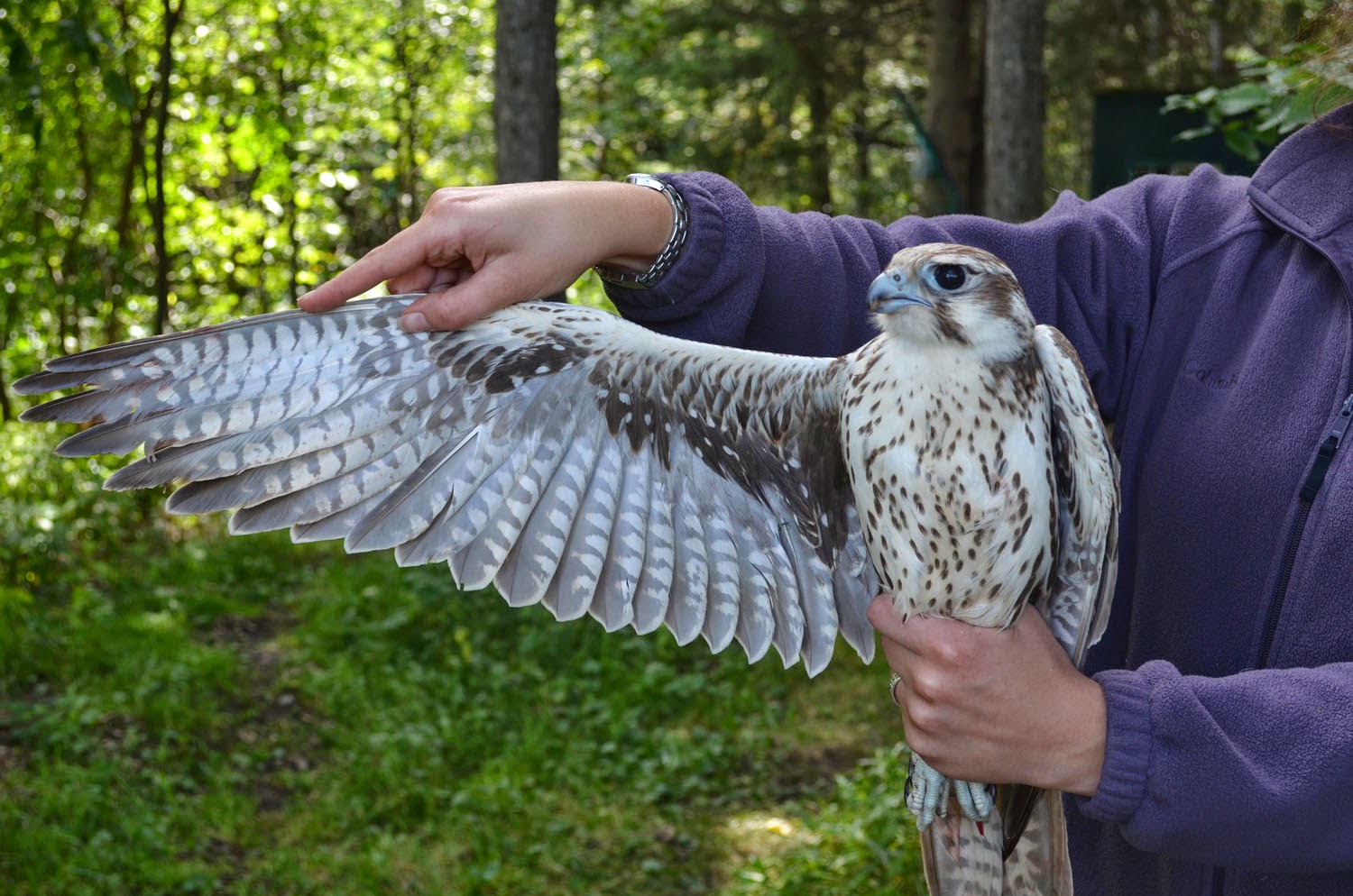 Hawk Ridge Blog: Hawk Ridge August Banding Report 2014