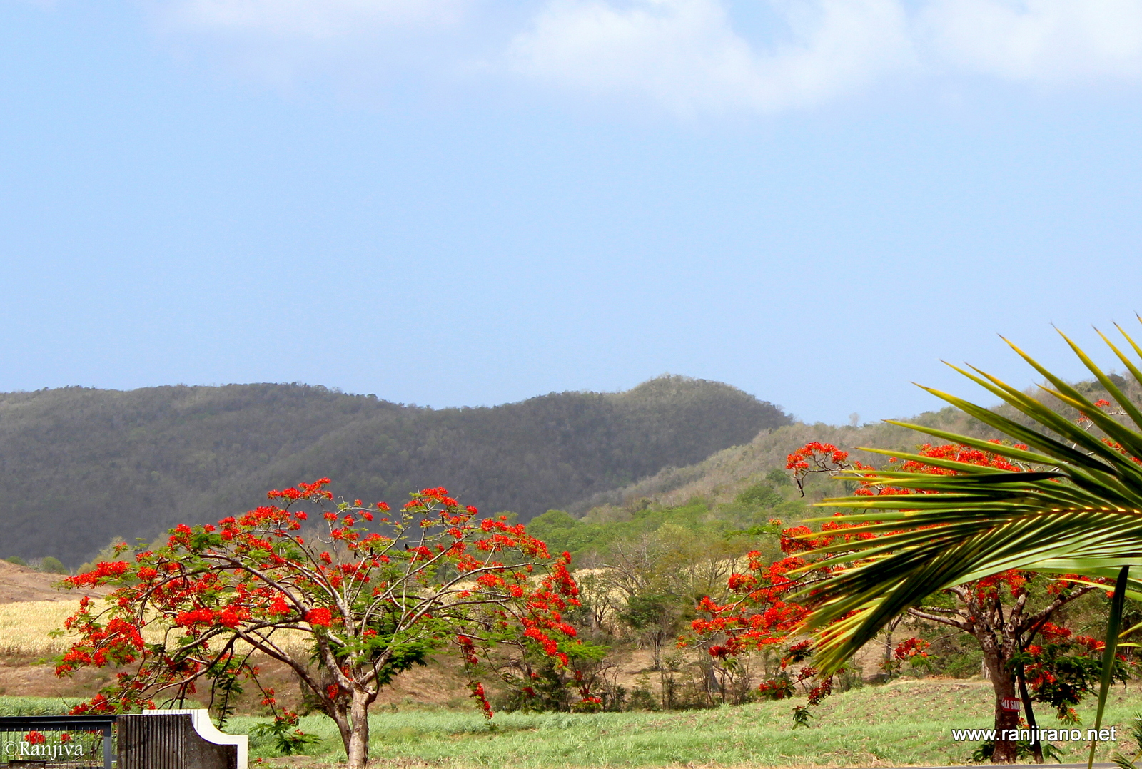 Pour saluer l'été : le Flamboyant Royal [Arbre tropical] | Paysages et ...