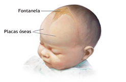 Ciências e Biologia: A MOLEIRA DO BEBÊ