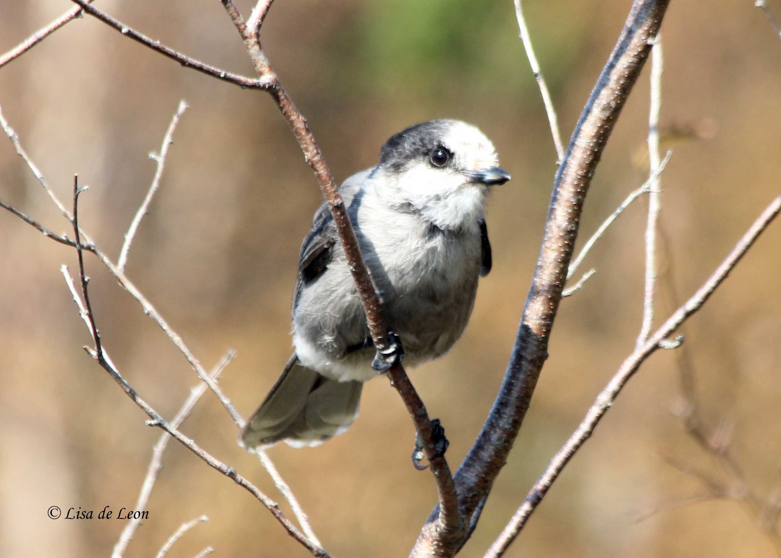 Birding with Lisa de Leon: Predictable Birds of Fall