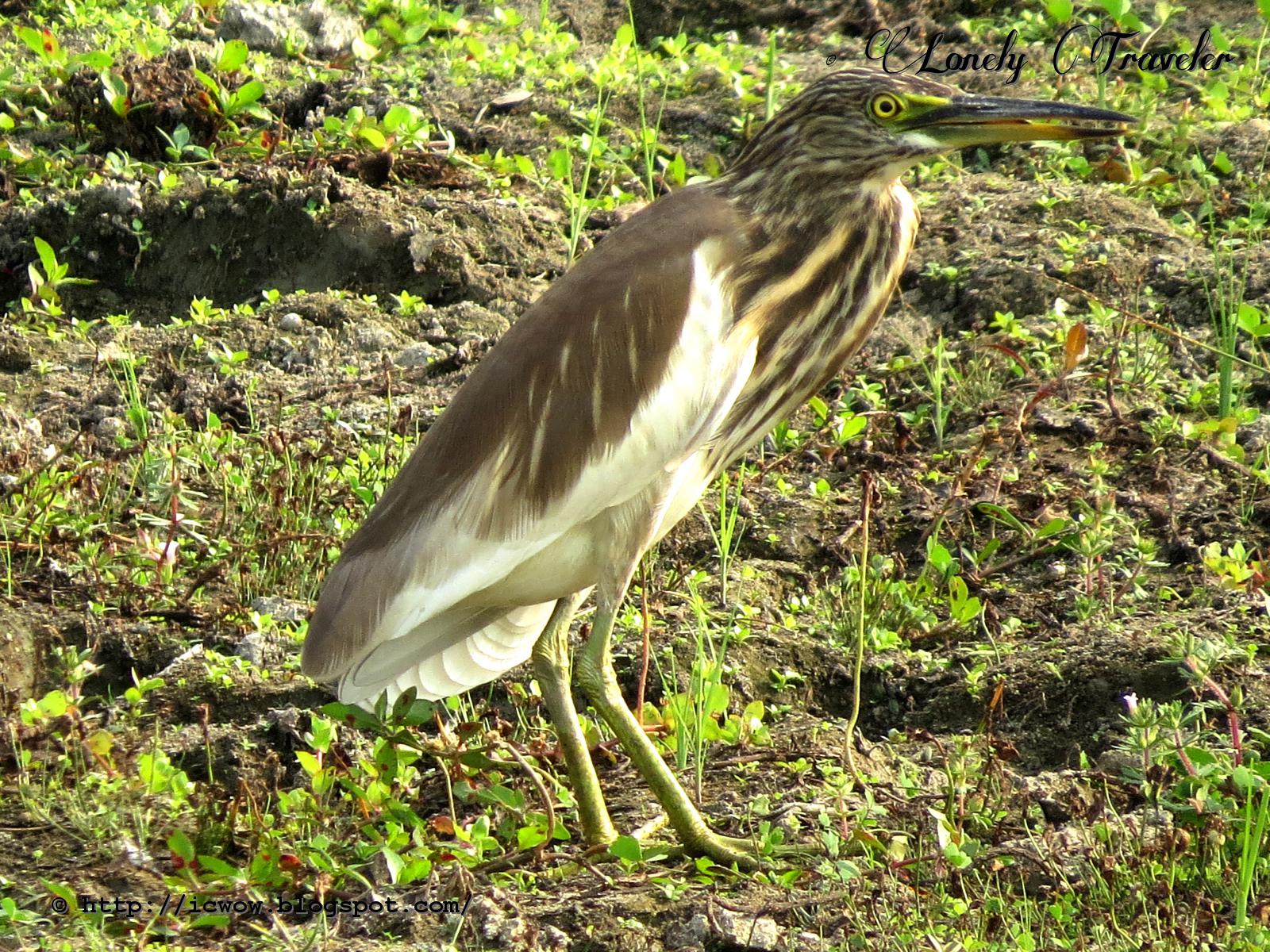 Pond heron - Ardeola grayii