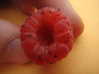 Team Rubus: Mysterious spots on tunnel raspberries