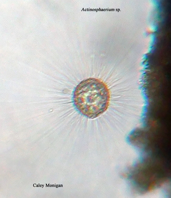 Skittle Safari Botany