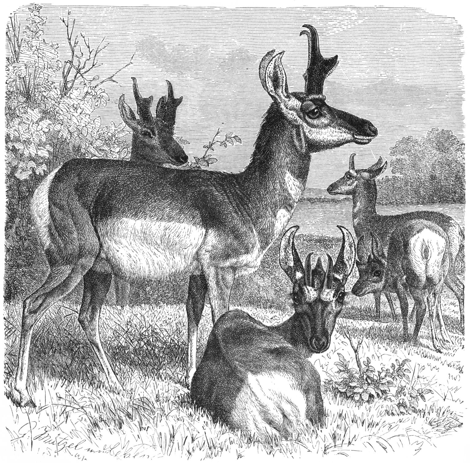 Odd Corners: Pronghorn