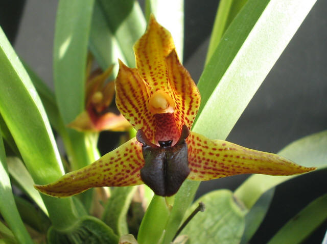 Maxillaria cucullata care and culture | Travaldo's blog