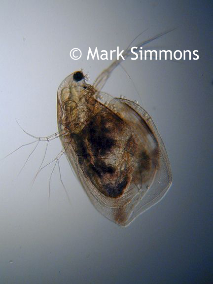 Microscope World Blog: Water Fleas under the Microscope