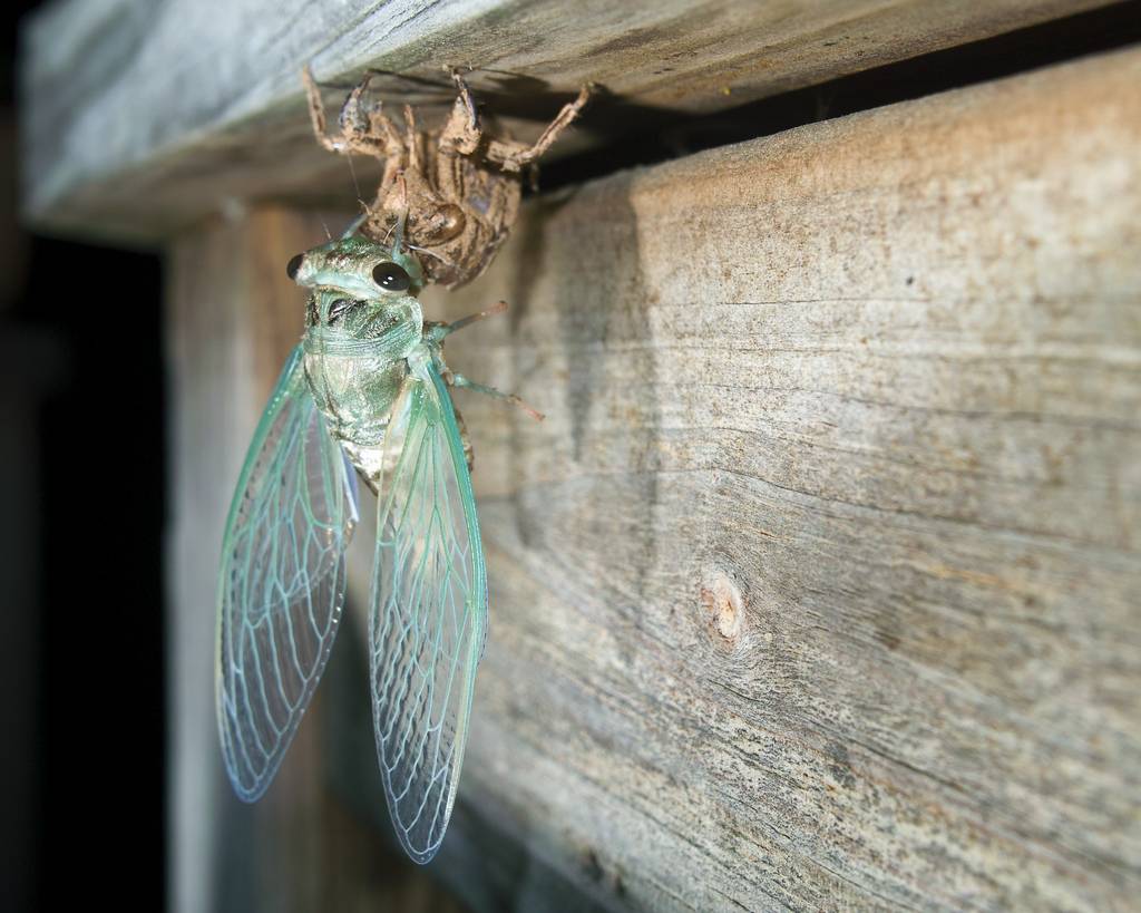 Ecdysis: When Growing Up is More than Skin Deep | The Ark In Space