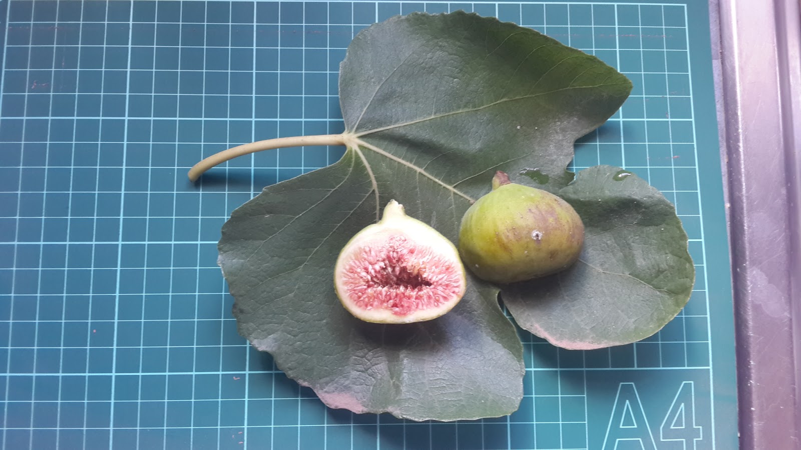 Jacot's Garden: Cape White fig tree [Blanche or White Marseilles]